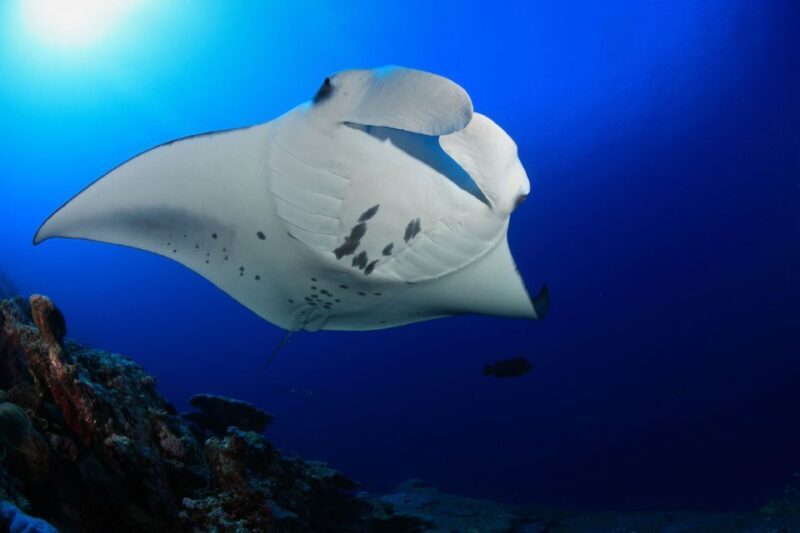 Big Island: Snorkel with Manta Rays - Manta Guarantee - The Sum Up