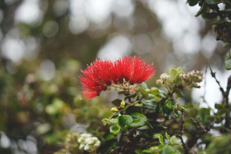 Big Island: Volcano, Waterfalls & Coffee Group Tour - FAQs