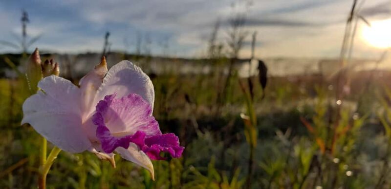 Big Island: Volcanoes National Park Private Tour - Practical Tips for Travelers