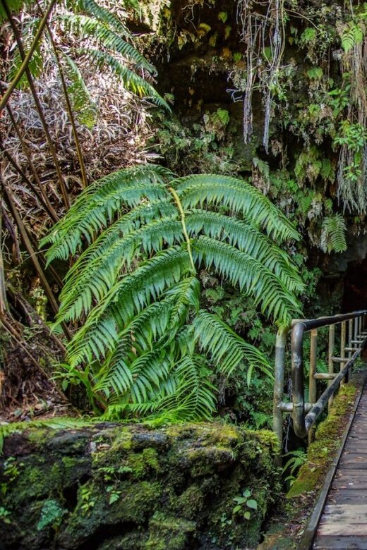 Big Island: Volcanoes, Waterfalls, & Coffee Farm Day-Trip - FAQ
