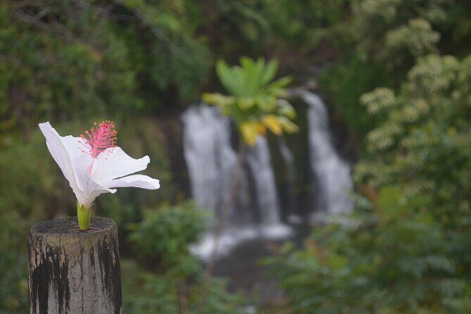 Big Island Waterfall Swim and Hike with Hilo Cruise Ship Pickup - The Value of This Tour