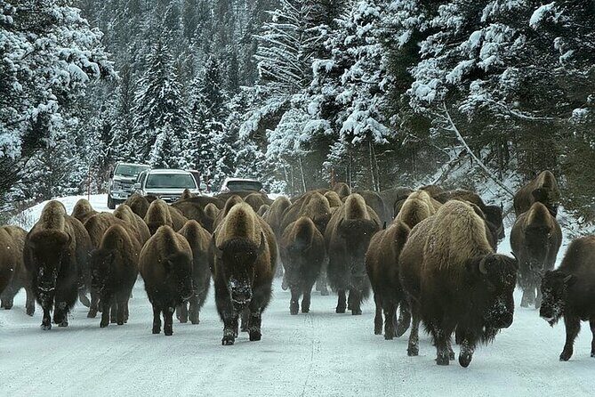 Big Sky Winter Wildlife Safari Lamar Valley Breakfast and Lunch - Key Points