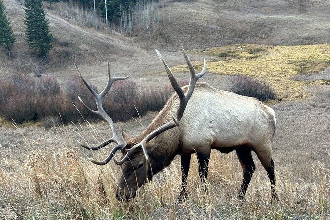 Big Sky Winter Wildlife Safari Lamar Valley Breakfast and Lunch - An In-Depth Look at the Experience
