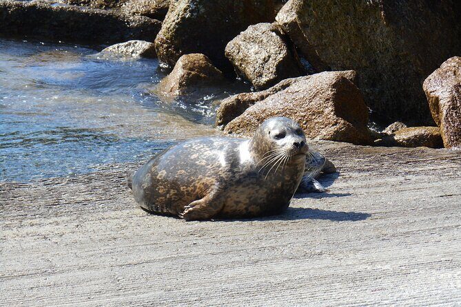 Big Sur Sightseeing Tour - An In-Depth Look at the Big Sur Sightseeing Tour