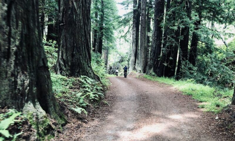 Big Sur's Old Coast Road E-Bike Tour - Key Points
