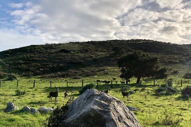 Big Sur's Old Coast Road eBike Tour - Pricing and Value