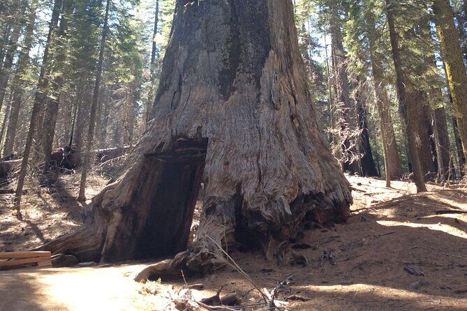 Big Trees Hike & Riverside Cookout Adventure - FAQ