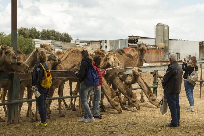 Bikaner Drop with Visit Camel Breeding Centre and Karni Mata Temple From Jodhpur - A Practical Look at the Bikaner Drop with Camel Breeding Centre and Karni Mata Temple from Jodhpur