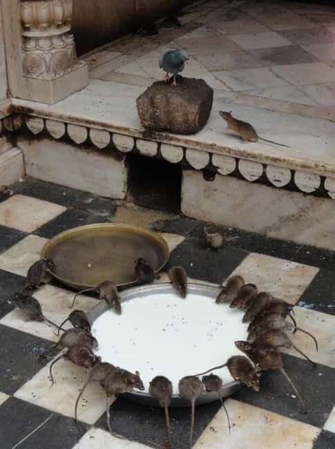 Bikaner: Karni Mata Temple Half-Day Guided Tour - Practical Details to Keep in Mind