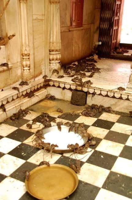 Bikaner: Karni Mata Temple Half-Day Guided Tour - Who Will Love This Tour?