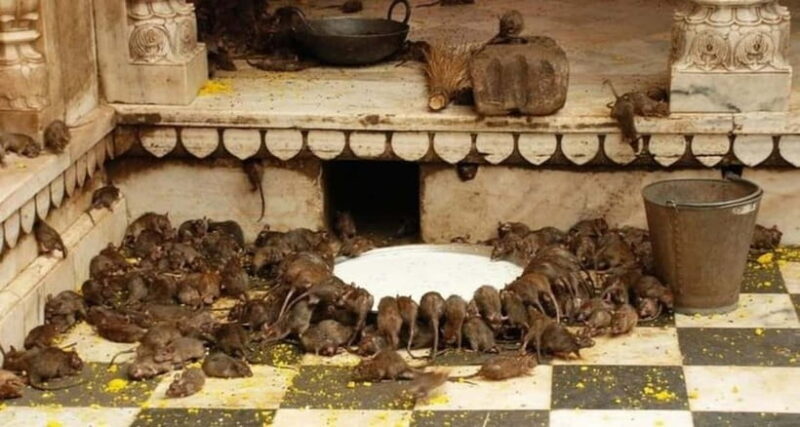 Bikaner: Karni Mata Temple Half-Day Guided Tour - Final Thoughts