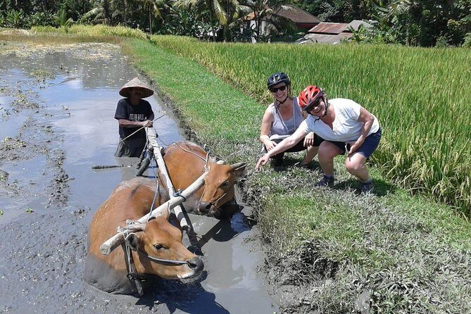 Bike ride in the rice fields, Bali countryside - Why This Tour Stands Out