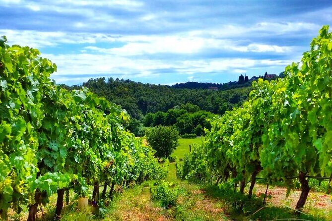 Bike Ride & WIne Tasting - In-Depth Look at the Tour Experience