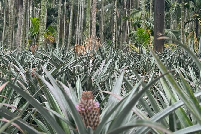 Biking Tour in The Pineapple Villages - Introduction: An Authentic Ride Through Vietnam’s Countryside