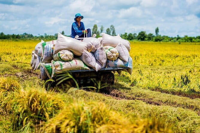Biking Tour in The Pineapple Villages - What Travelers Are Saying