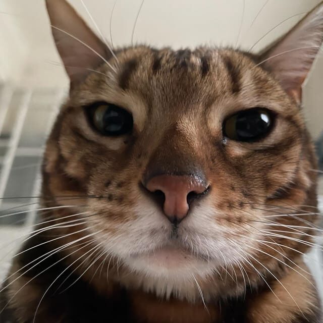 Bilbao: 30-Minute Entry Ticket to a Cat Café - Why Visit a Cat Café in Bilbao?