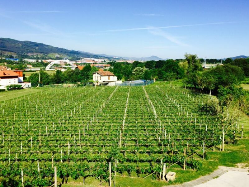 Bilbao: Guided Txacoli Wine Tasting - An Honest Look at the Experience