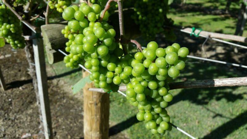 Bilbao: Guided Txacoli Wine Tasting - Who Will Appreciate This Tour Most?