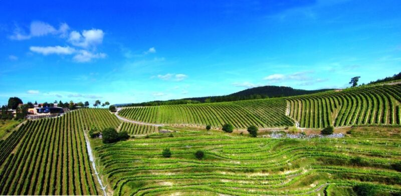 Bilbao Txakoli Wine Tour - Key Points