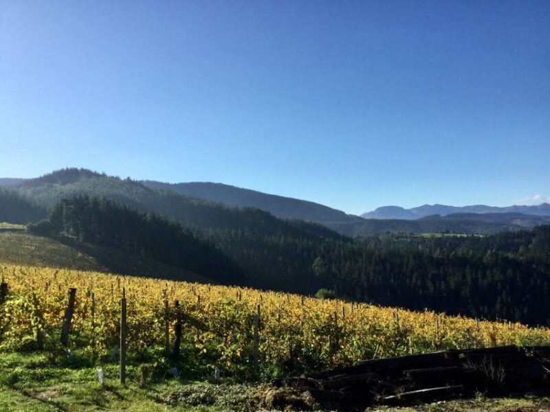 Bilbao Txakoli Wine Tour - Itinerary Breakdown: What You Can Expect