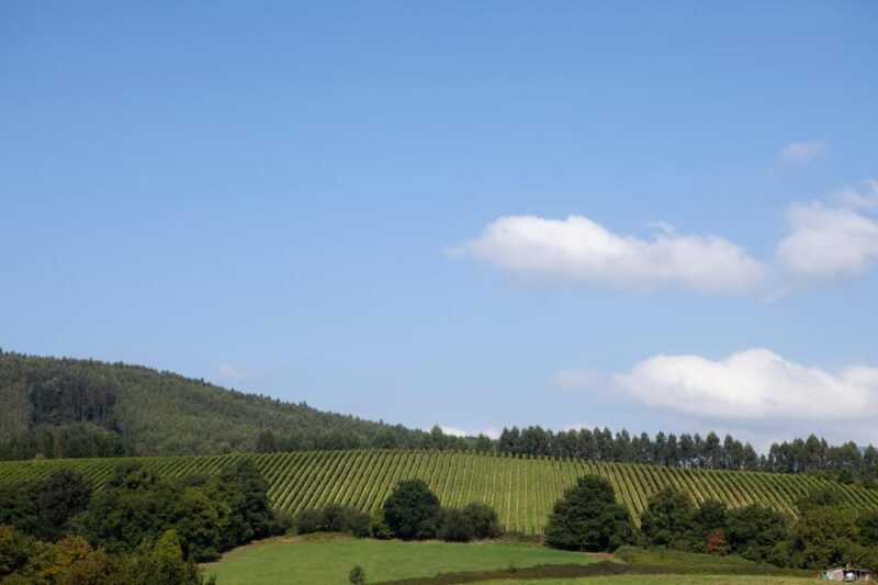 Bilbao Txakoli Wine Tour - Analyzing the Value: Is It Worth the Price?