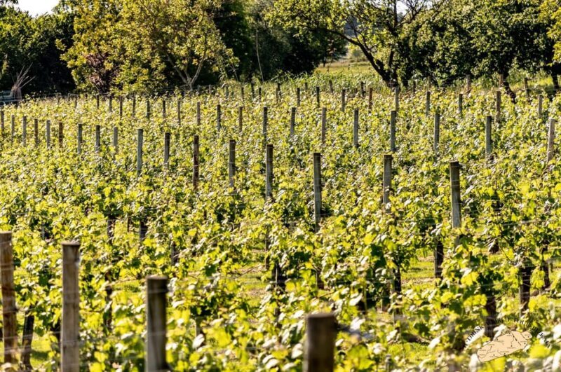 Bilbao Txakoli Wine Tour - FAQ