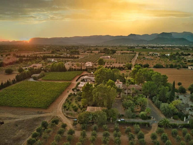 Binissalem: Individual vineyard tour and wine tasting in German - Discovering the Charm of Binissalem’s Small-Scale Vineyards