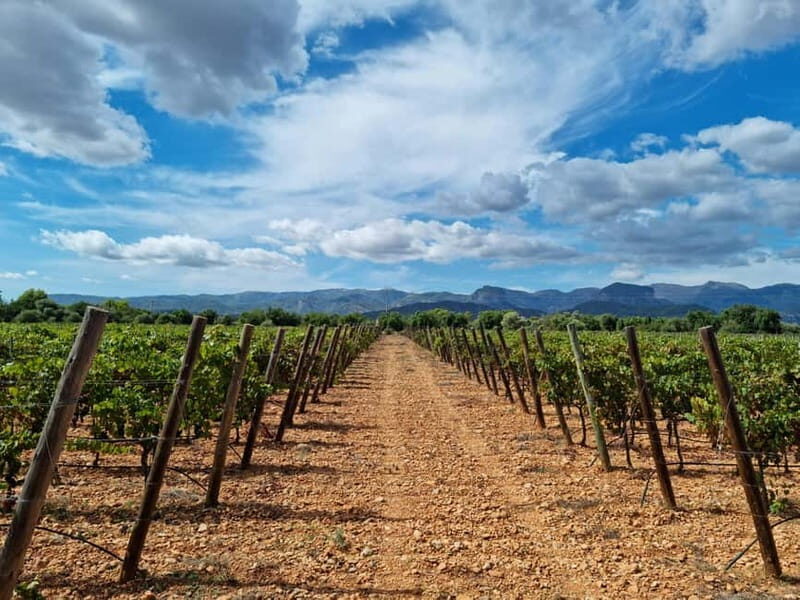 Binissalem: Individual vineyard tour and wine tasting in German - Is This Tour Worth the Price?