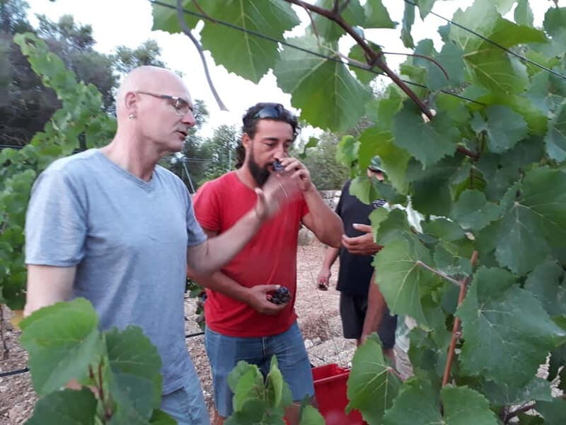 Binissalem: Individual vineyard tour and wine tasting in German - Authentic Reviews: What Others Say