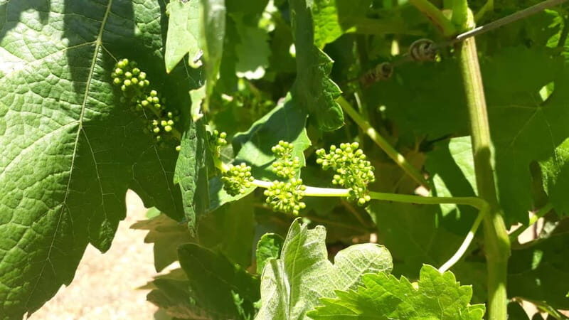 Binissalem: Individual vineyard tour and wine tasting in German - Final Thoughts: Who Should Consider This Tour?