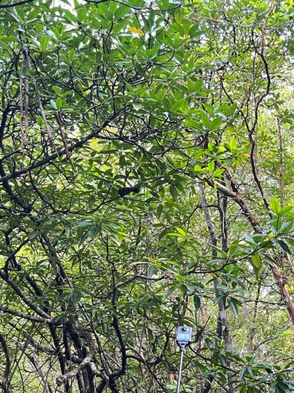 Bintan Island : Mangrove Or Fireflies Tour - The Sum Up