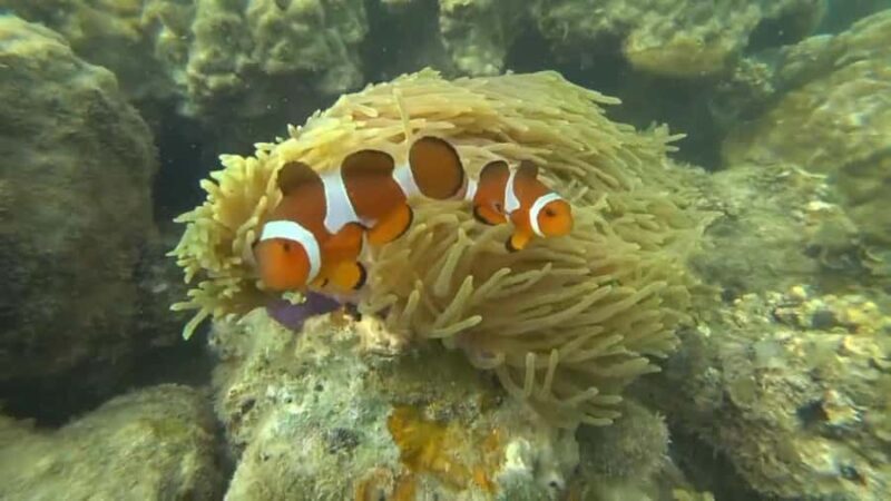 Bintan Snorkeling - Key Points