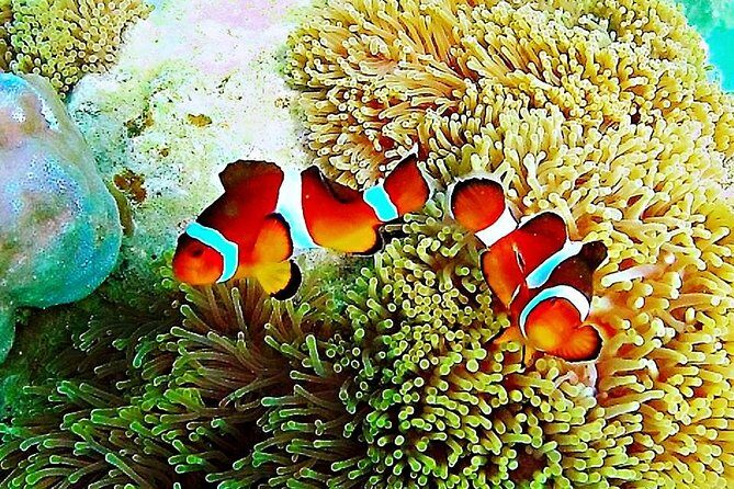 Bintan Snorkeling Tour - The Itinerary Explained