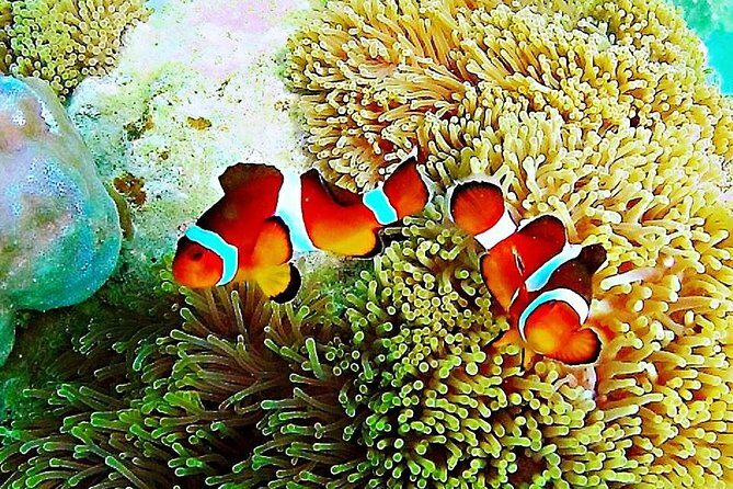 Bintan Snorkeling Tour - Key Points