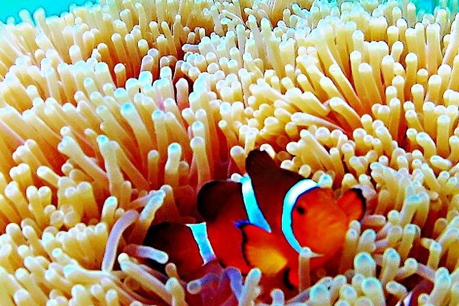 Bintan Snorkeling Tour - Why We Recommend the Bintan Snorkeling Tour