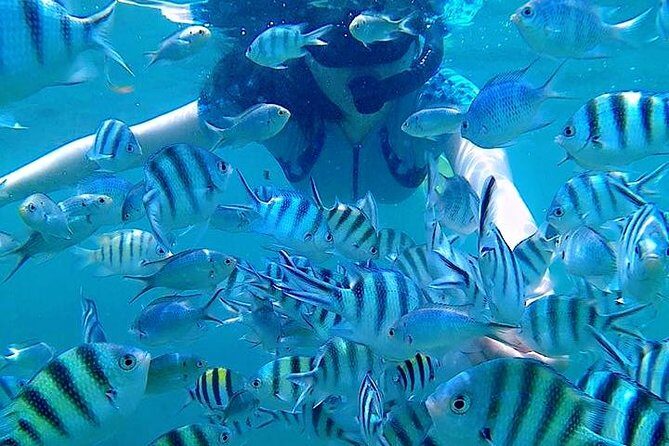 Bintan Snorkeling Tour - Final Thoughts