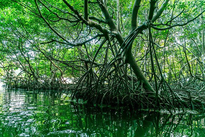 Bio Bay Night Kayaking | Laguna Grande, Fajardo - Practical Tips for a Great Experience