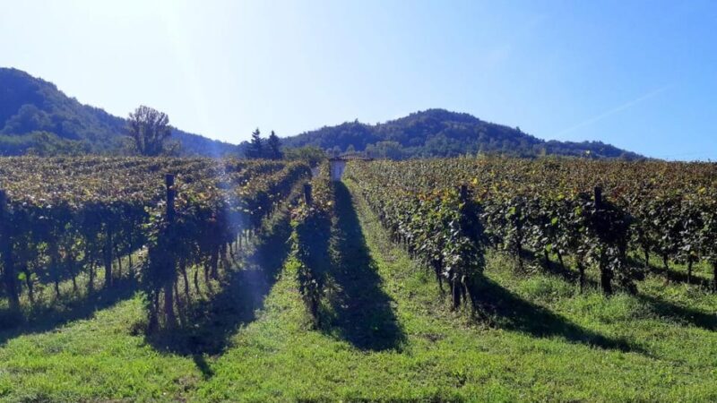 Biodynamics vineyard tour and tasting at Al di là del Fiume - What to Expect During the Tour