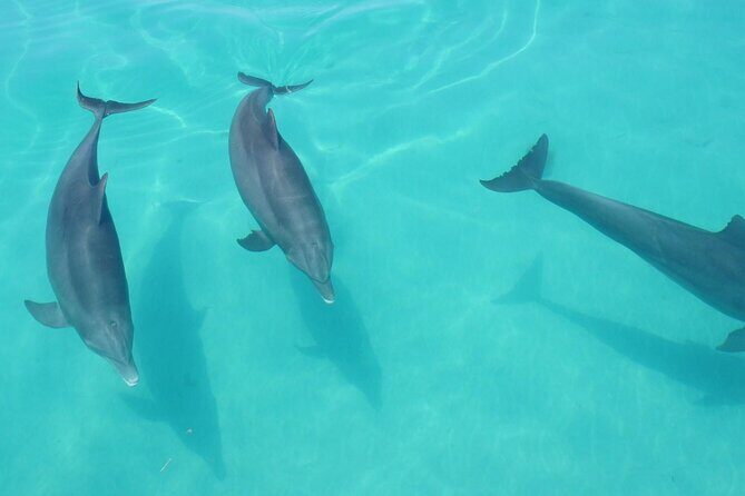 Biologist Owned & Operated: Dolphin Watching & Guided Snorkeling - Practical Tips for Travelers