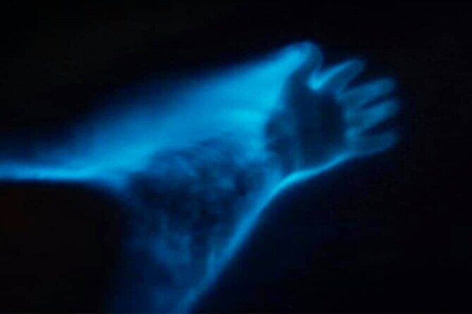 Bioluminescence Night Craigcat Tours - Wrapping It Up