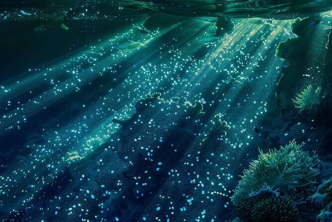 Bioluminescence Snorkel Boat Tour to Klein Bonaire - Key Points