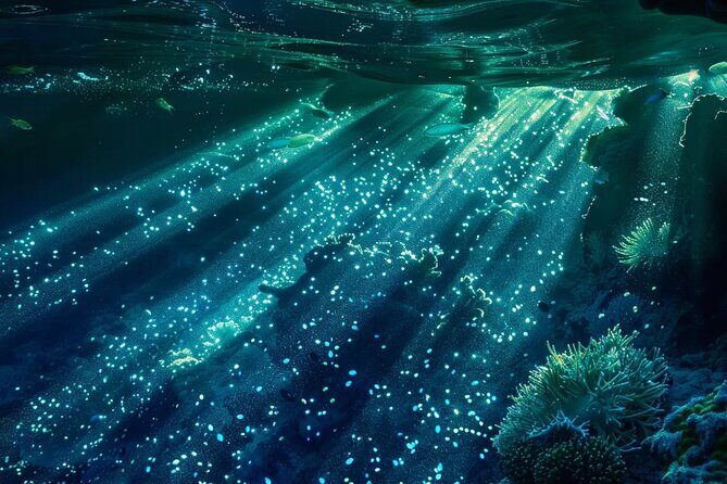 Bioluminescence Snorkel Boat Tour to Klein Bonaire - An In-Depth Look at What to Expect