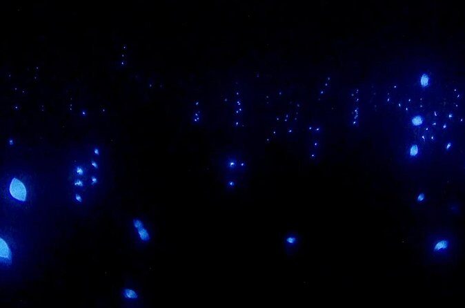 Bioluminescence Snorkel Boat Tour to Klein Bonaire - FAQ