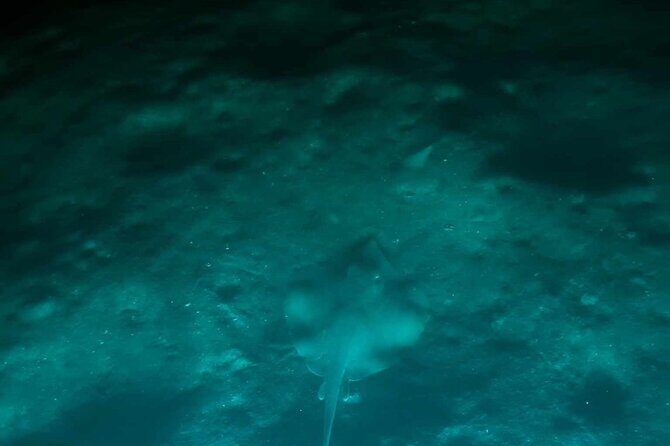 Bioluminescent Comb Jelly & LED Kayak / Paddle board Excursion - Introduction