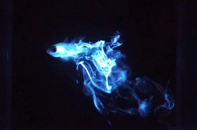 Bioluminescent Night Snorkeling - Pricing and Value