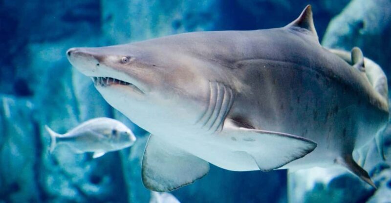 Bioparc Aquarium of Gijon Entry Ticket - A Closer Look at the Gijón Aquarium Experience