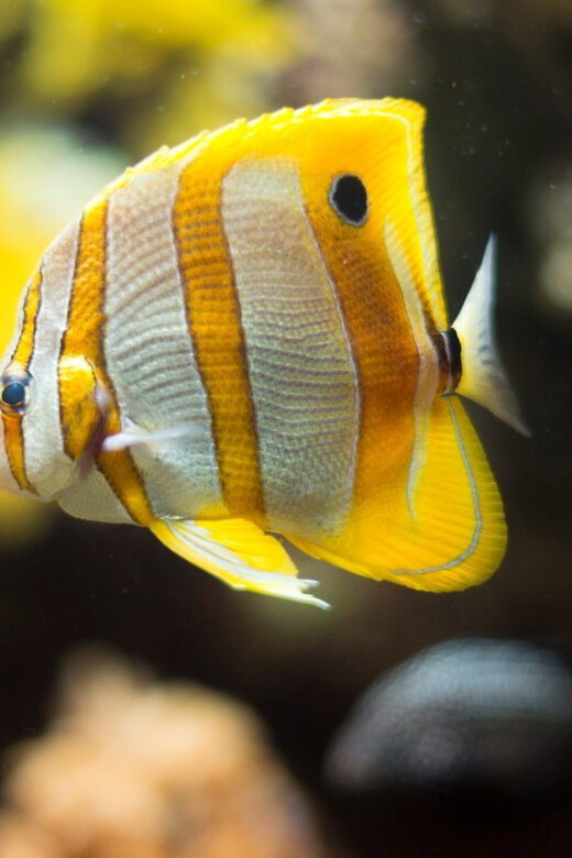 Bioparc Aquarium of Gijon Entry Ticket - Frequently Asked Questions