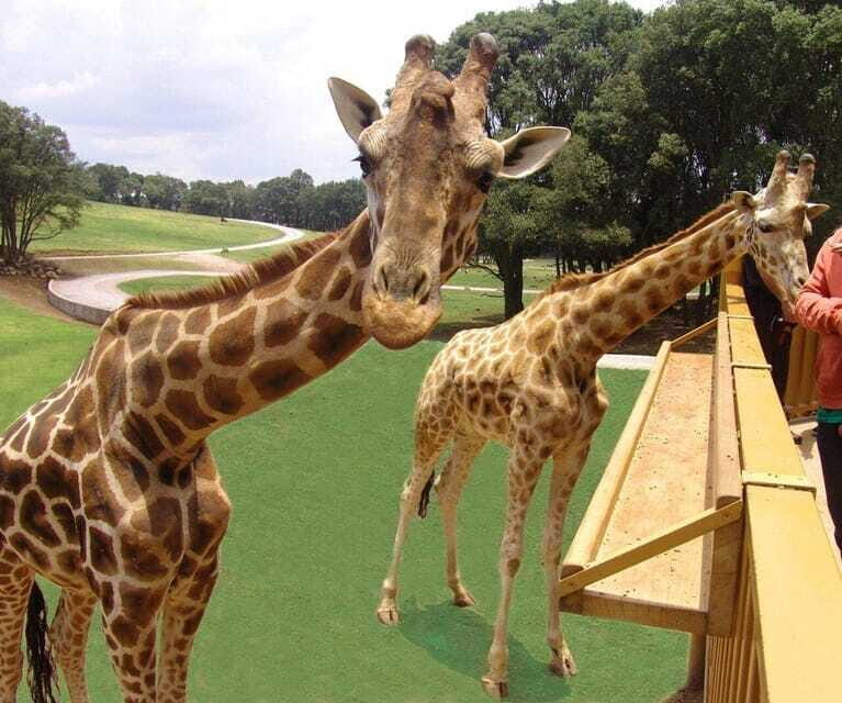 Bioparque Estrella Safari Experience Ticket - FAQ