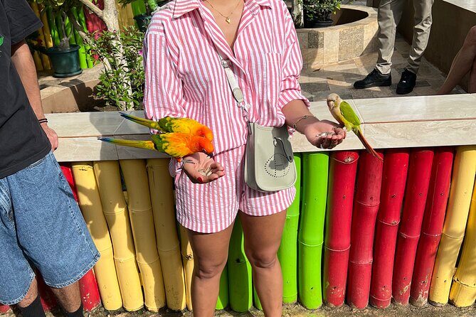 Bird & Animal Encounter in Montego Bay Feed,Hold & Snap Pics! - Analyzing Value and Practicalities