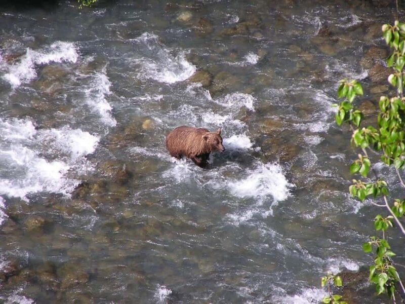 Bird Creek: Chugach State Park ATV Nature Tour & Hike - Who Should Consider This Tour?